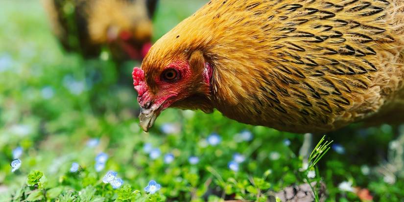 How to Chicken-Proof Your Garden Space
