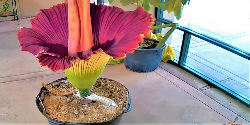 Discover 5 Important Plant Collections at the United States Botanic Garden