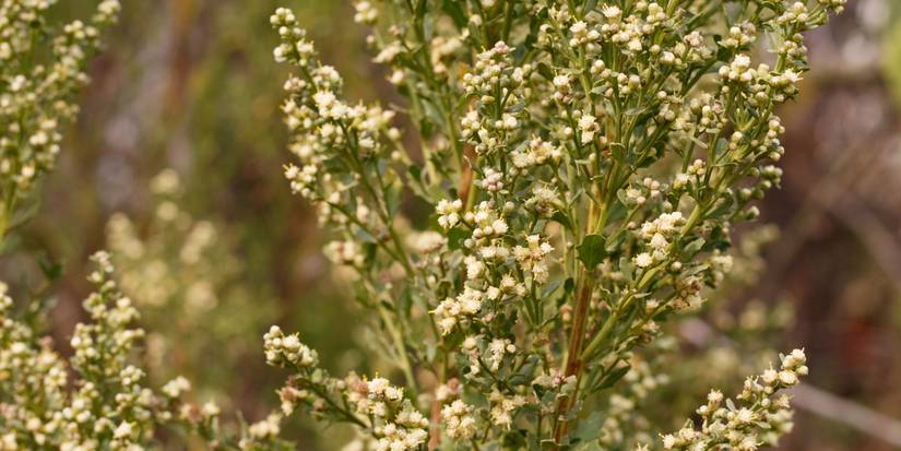Bring Wildlife Back: 5 Native Plants That Restore Natural Habitats