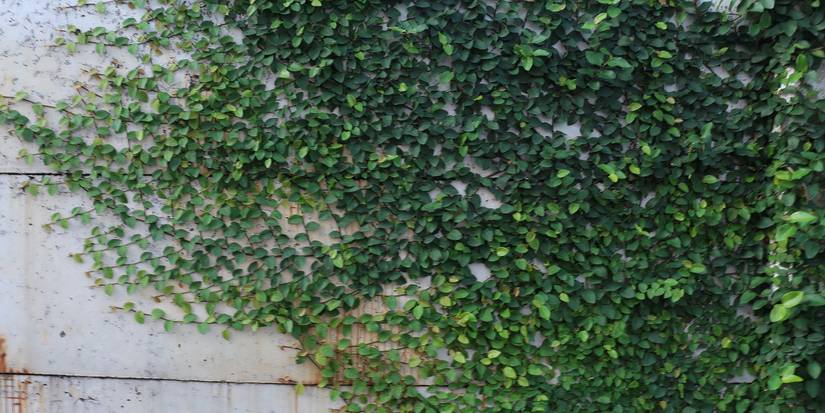 6 Vines Perfect for Retaining Walls