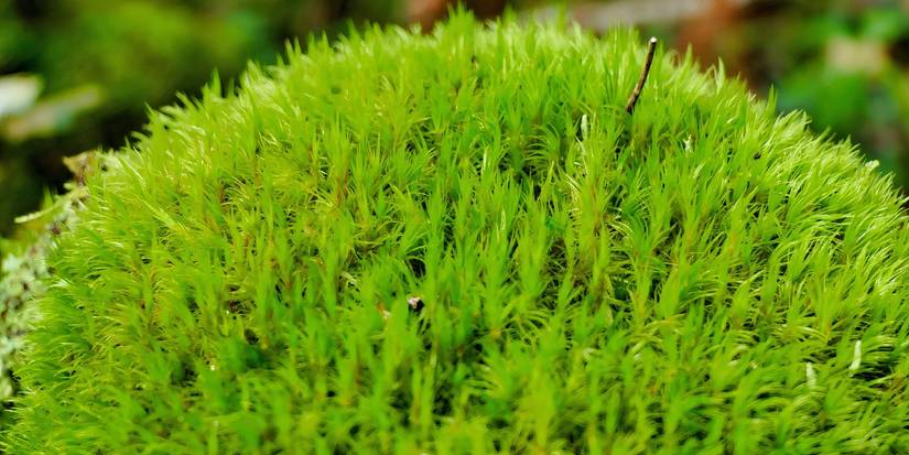 6 Fairy Garden Mosses to Grow Now
