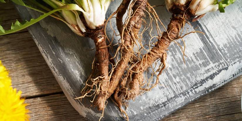 Root Zone: How Far Do Plant and Tree Roots Spread and Why?