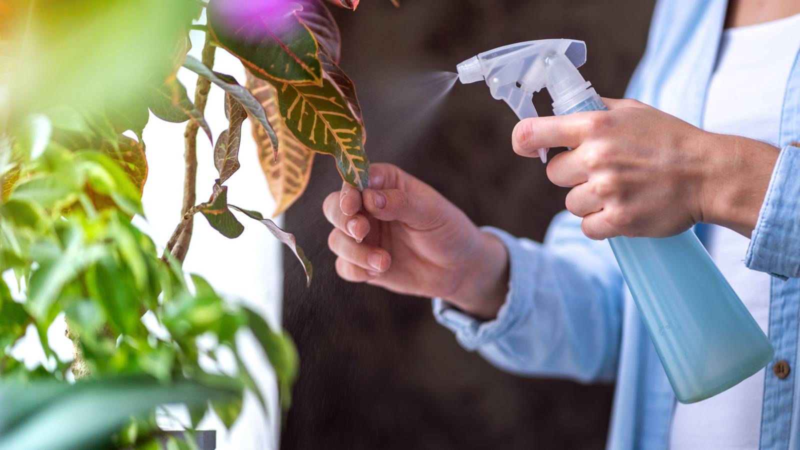 Natural Fly Control: Easy DIY Traps That Actually Work