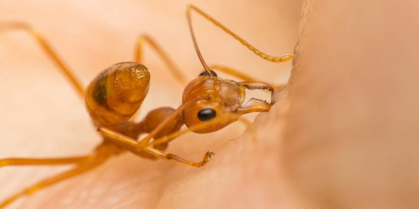 How to Get Rid of Fire Ants in Your Yard This Summer