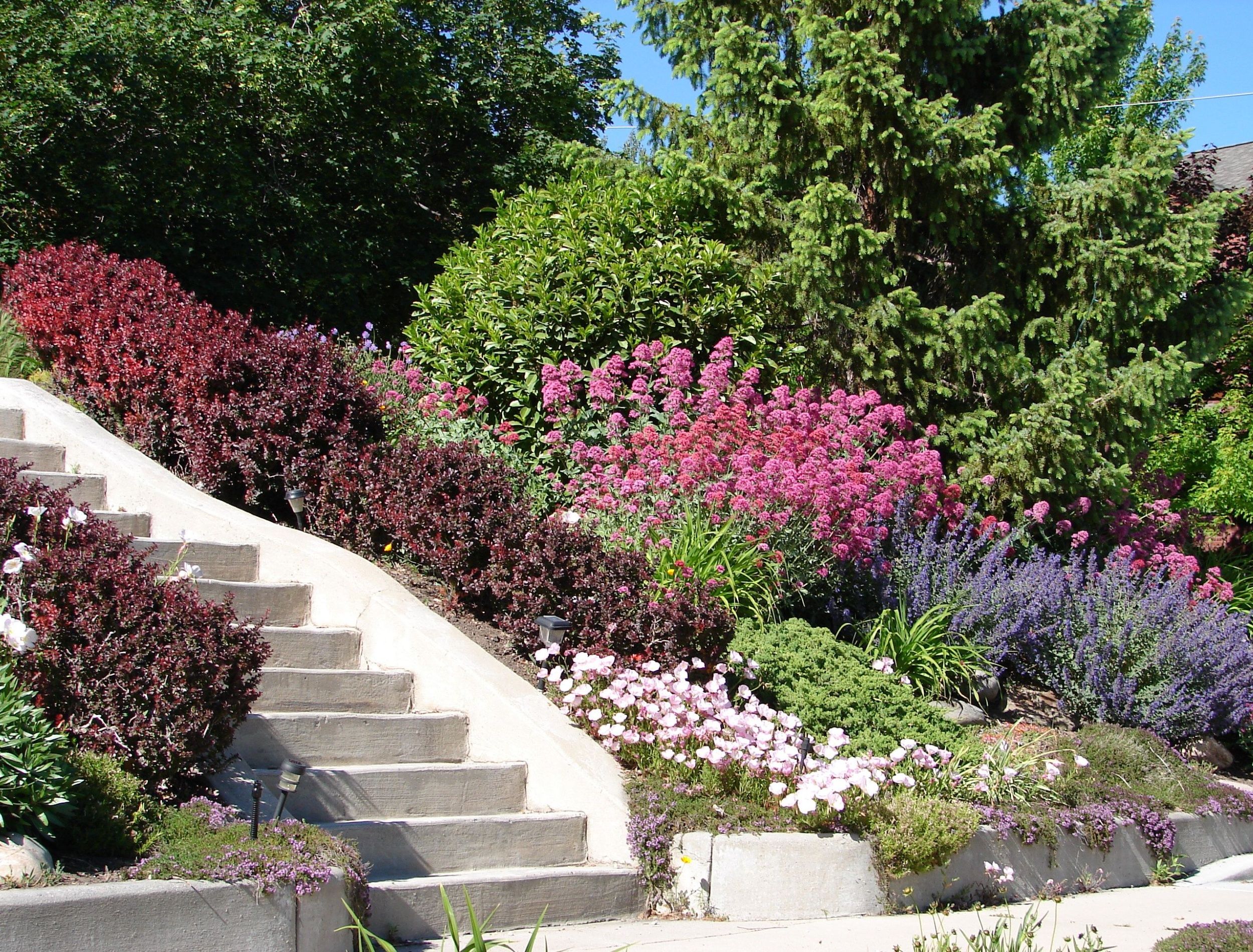 Landscaping a Steep Hill: Plants That Will Transform Your Sloped Yard