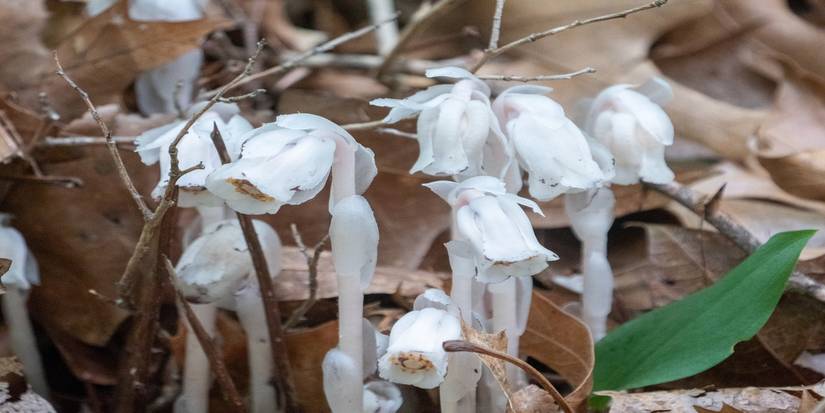 Inside the Black Market Battle Over the Elusive Ghost Flower
