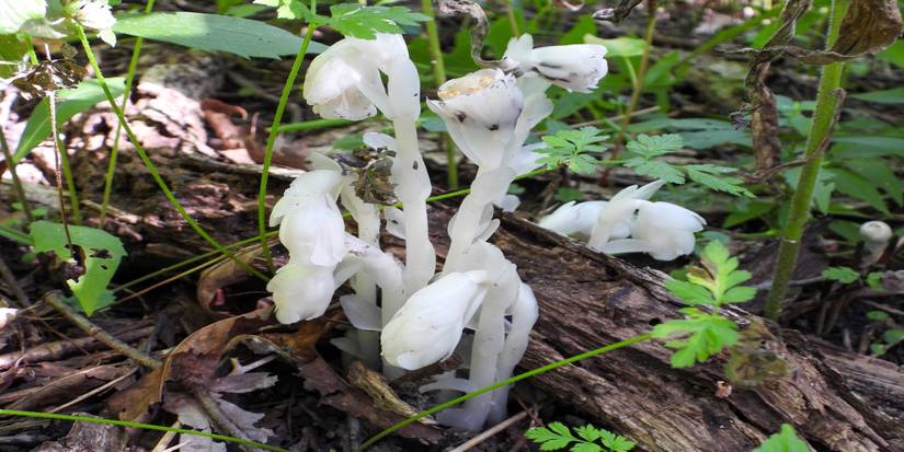 Inside the Secret Life of Ghost Flowers and Fungal Partnerships