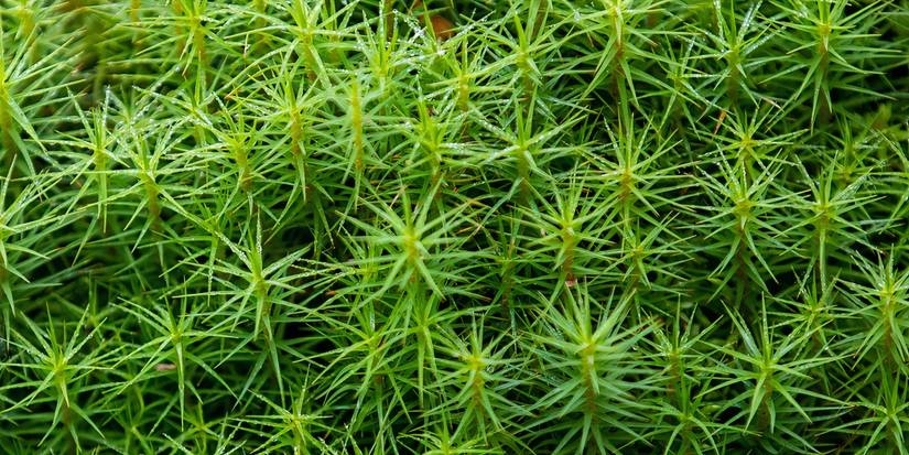 6 Fairy Garden Mosses to Grow Now