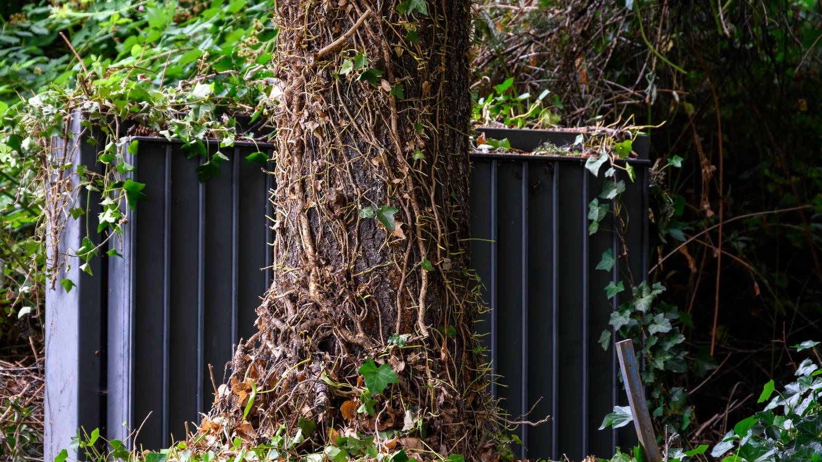 Save Your Trees: Smart Landscaping Tips to Control Invasive Vines