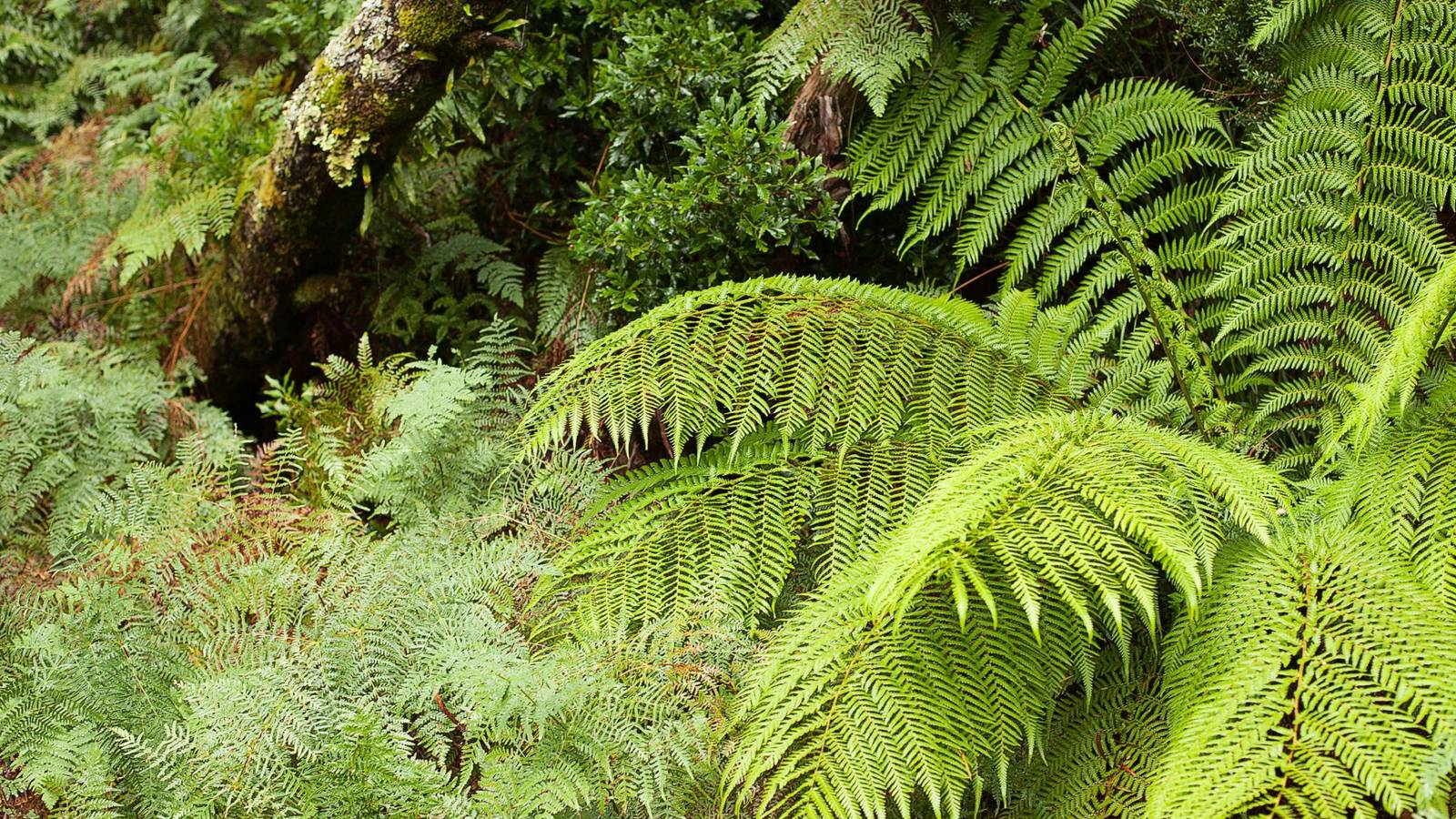 Jurassic Park Backyard Ideas: 5 Pretty Plant Options