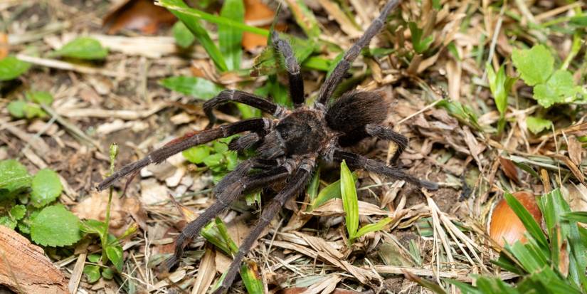 Get Rid of Garden Spiders Without Harming Beneficial Insects