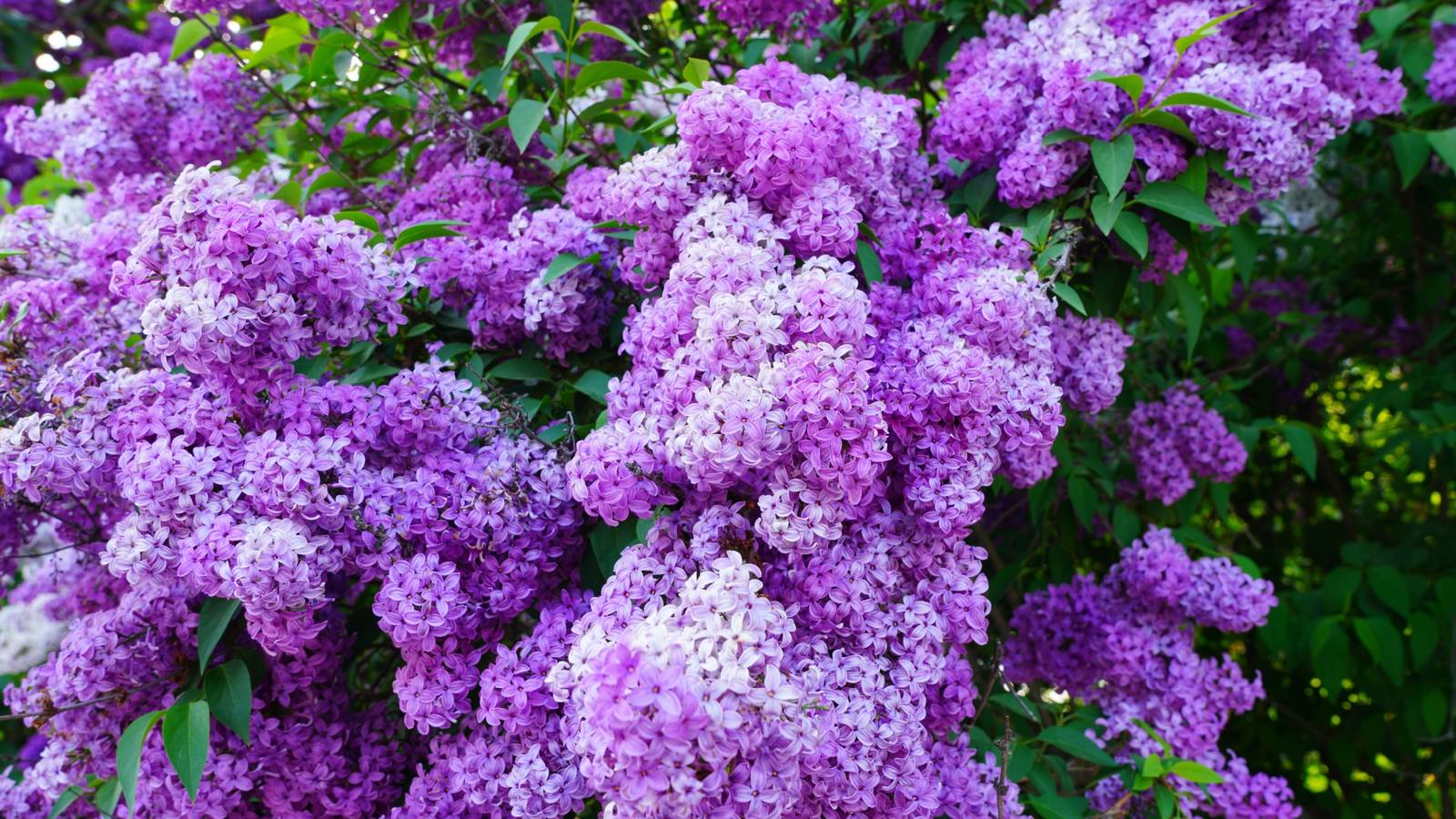 Discover the Beauty of Lilac Purple: The Loneliest Garden Color