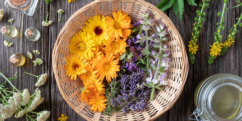 Discover 5 Important Plant Collections at the United States Botanic Garden