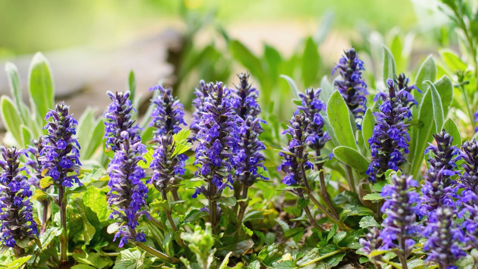 How to Choose Ground Cover Plants by Height for Every Yard Zone