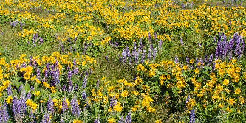 Discover 5 Important Plant Collections at the United States Botanic Garden