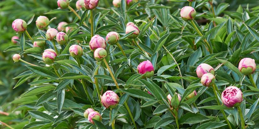 Peonies Cut at Historic Flower Garden During Peak Bloom Season