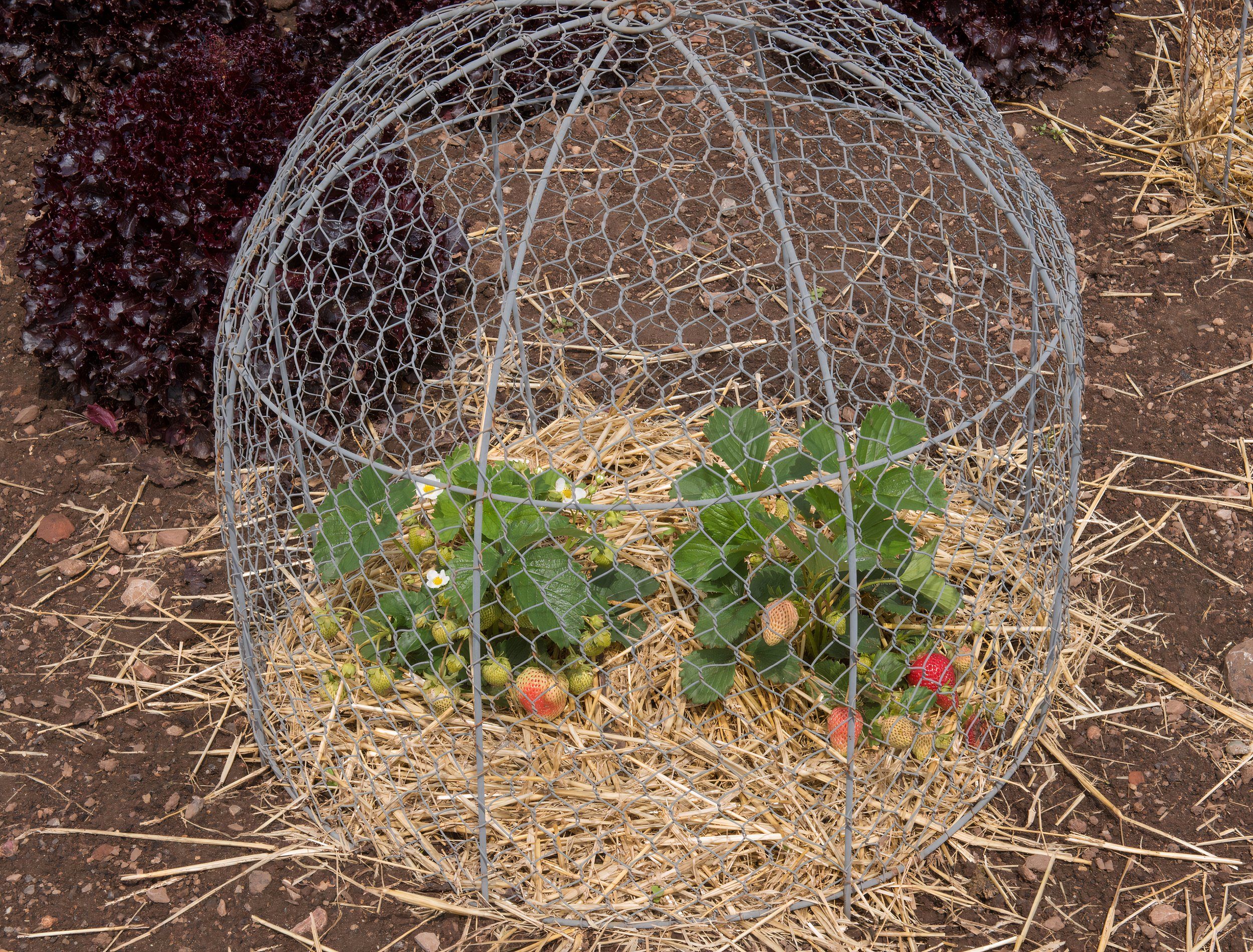 How to Chicken-Proof Your Garden Space