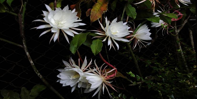 Don’t Blink! This Rare Flower Blooms Only One Night a Year