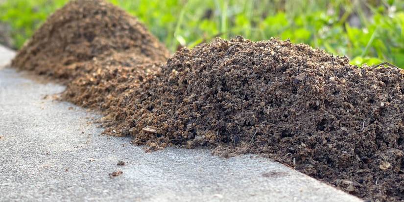 How to Get Rid of Fire Ants in Your Yard This Summer