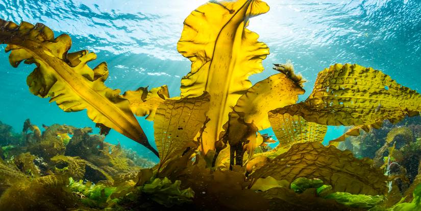 How to Grow Seaweed in Your Backyard