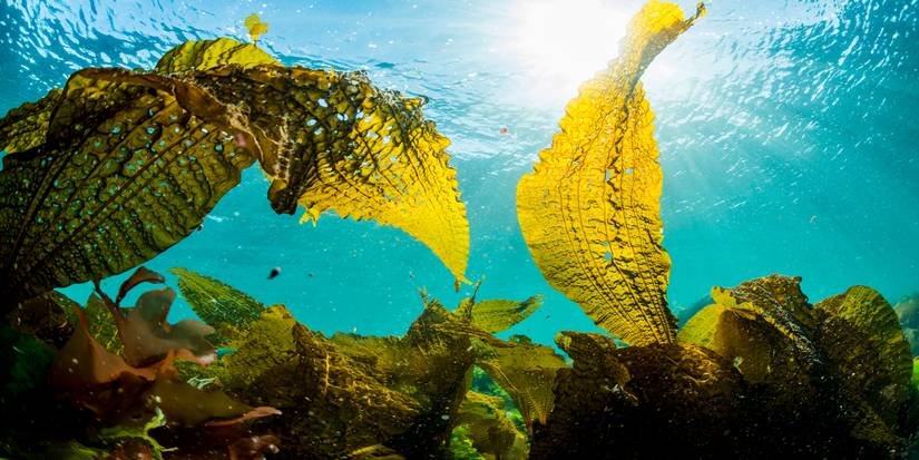 How to Grow Seaweed in Your Backyard