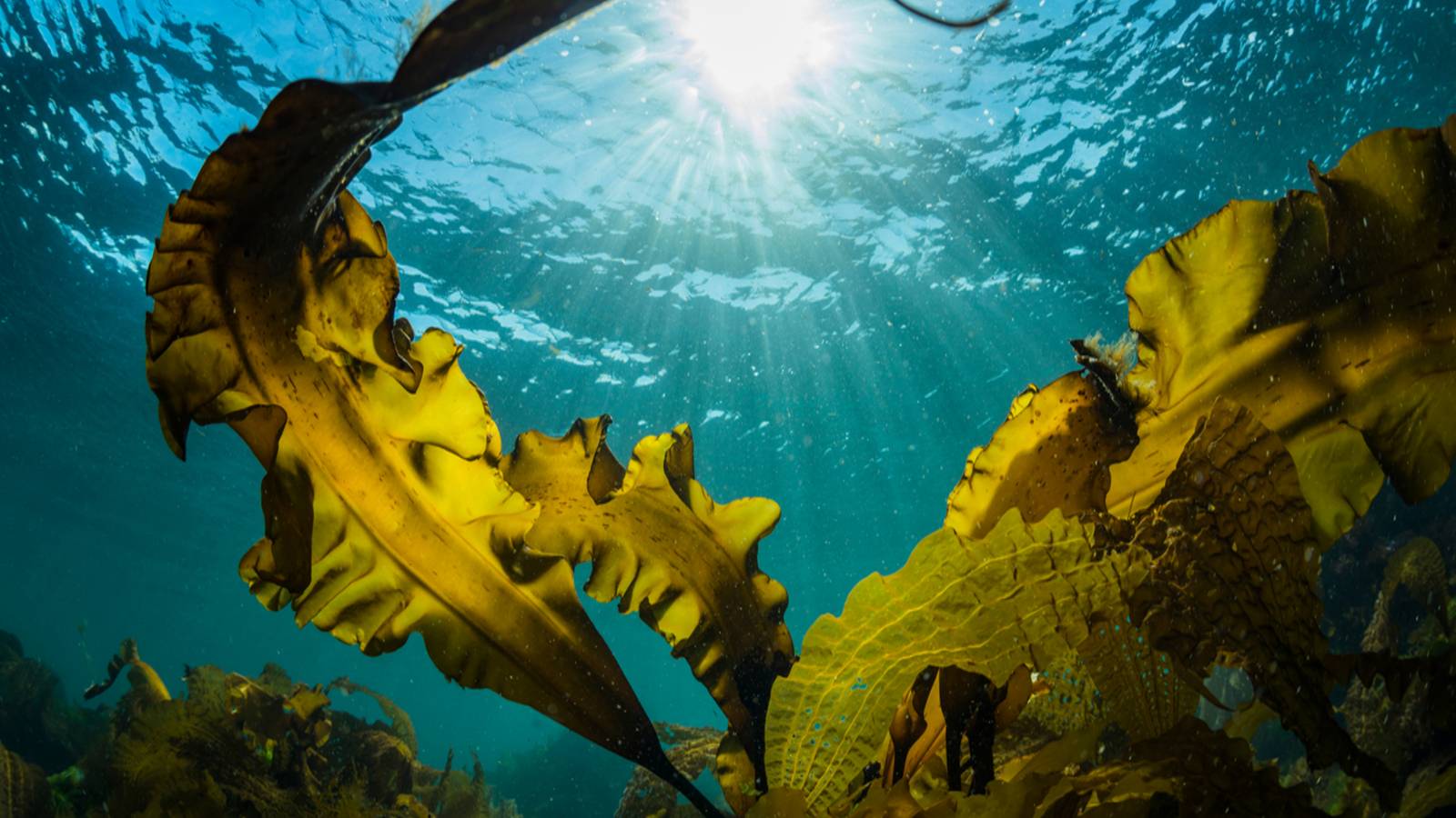 How to Grow Seaweed in Your Backyard