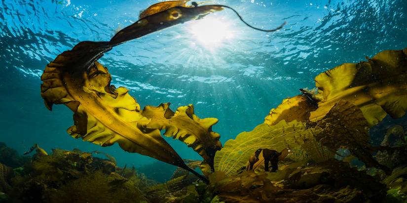 How to Grow Seaweed in Your Backyard