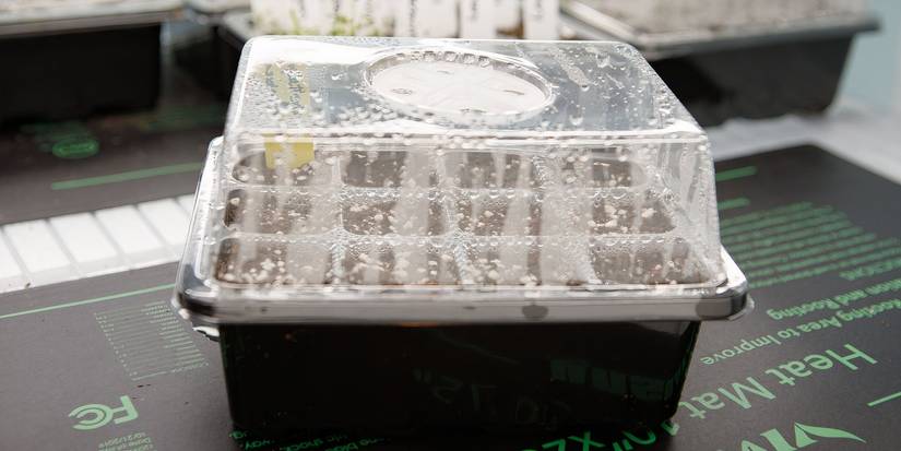 Use a Heat Mat to Boost Your Seedling Potential