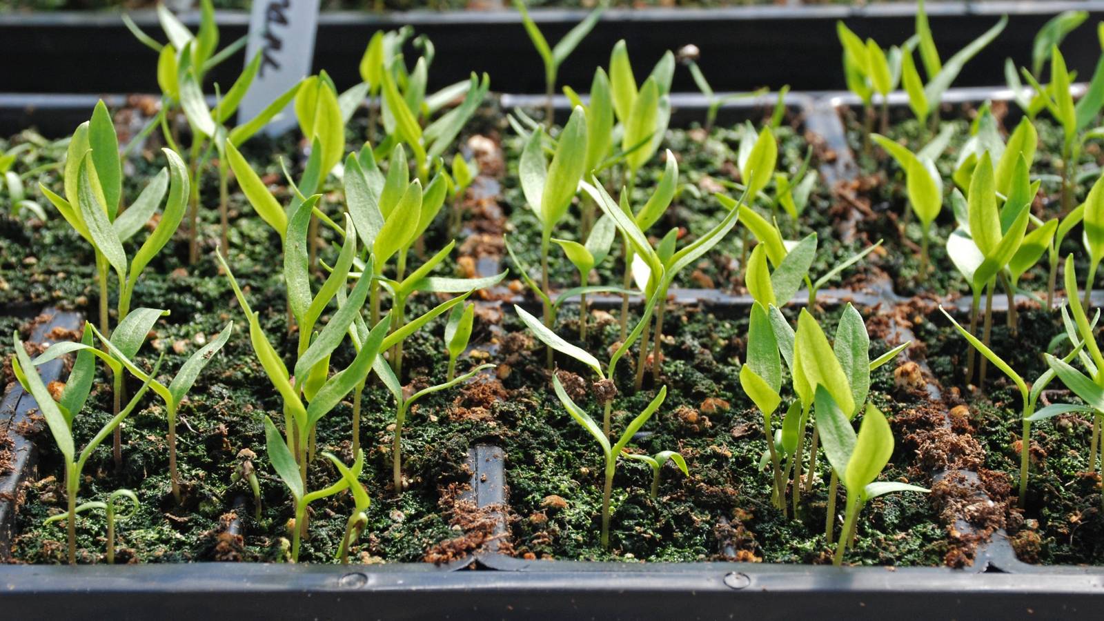 Use a Heat Mat to Boost Your Seedling Potential