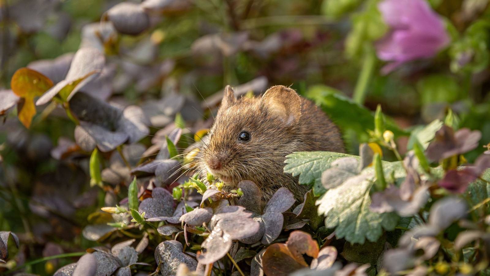 How to Identify and Eliminate Common Underground Lawn Pests