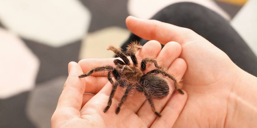 Tarantulas in the Garden? Here's Why They're Showing Up More