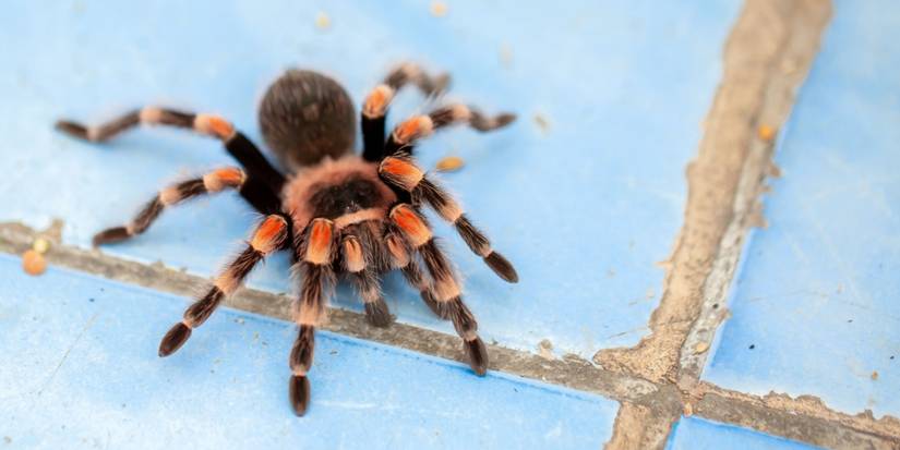 Tarantulas in the Garden? Here's Why They're Showing Up More