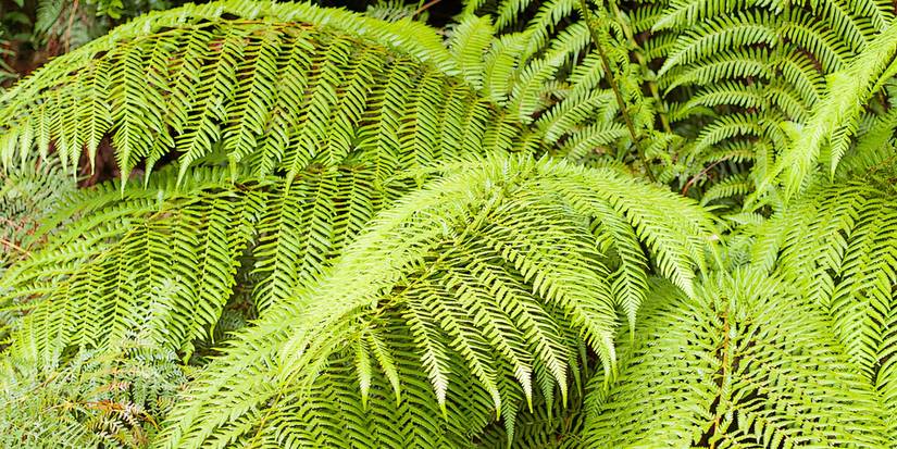 Jurassic Park Backyard Ideas: 5 Pretty Plant Options