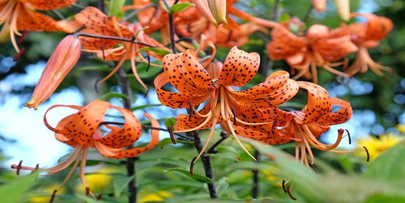 5 Stunning Types of Lilies That Transform Your Home Décor