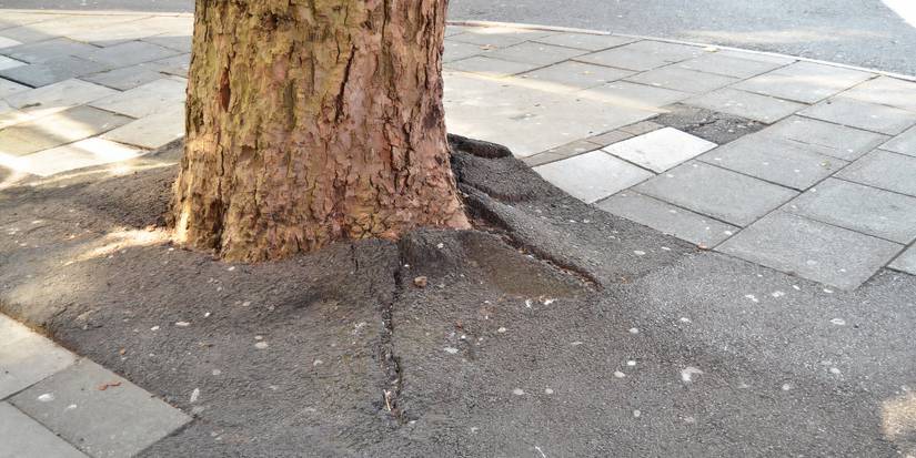 Root Zone: How Far Do Plant and Tree Roots Spread and Why?