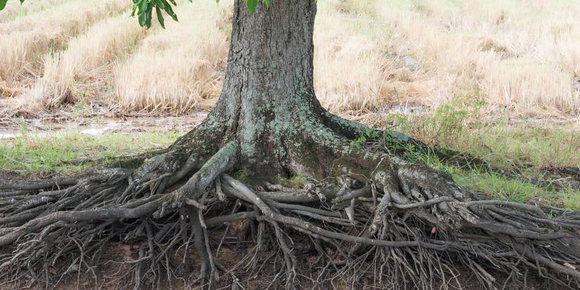 Root Zone: How Far Do Plant and Tree Roots Spread and Why?