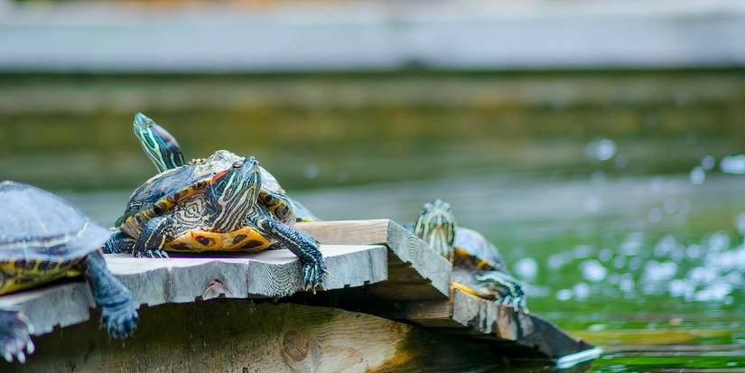 Invite Turtles, Frogs, and Toads to Your Garden