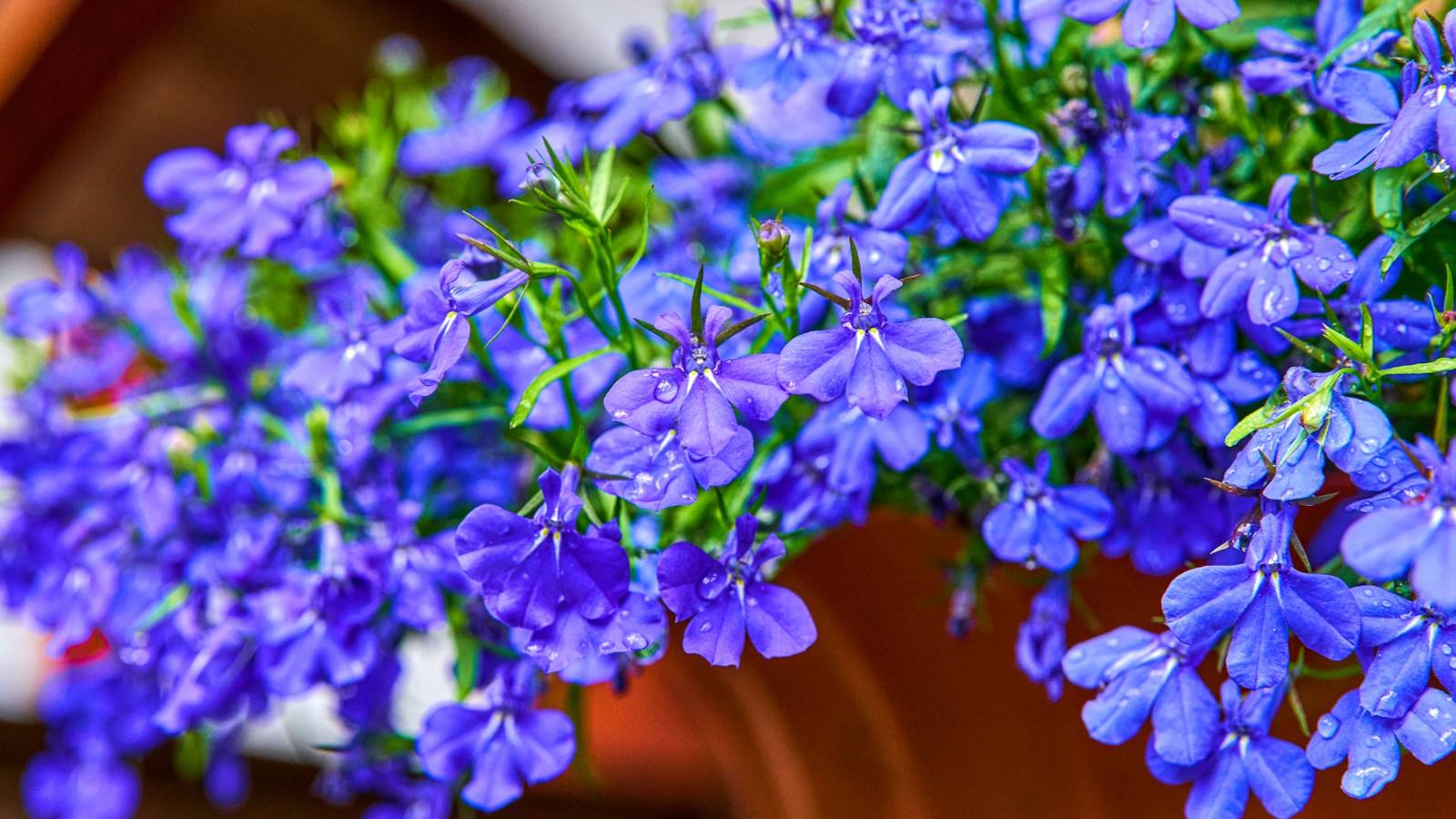Why Blue Flowers Beat Frog Ponds and Fountains in Your Garden Design