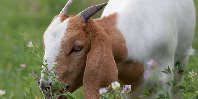 5 Summer Plants That Double as Goat Feed and Garden Beauties