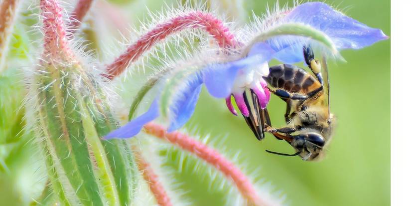 5 Summer Blooms Bees and Birds Can't Resist
