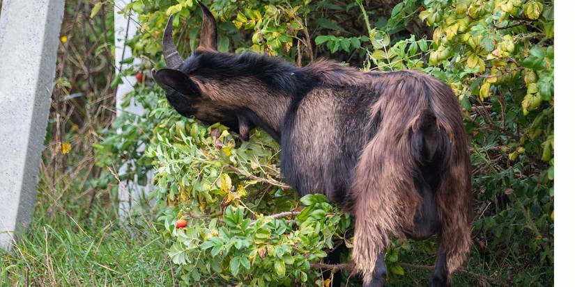 5 Summer Plants That Double as Goat Feed and Garden Beauties