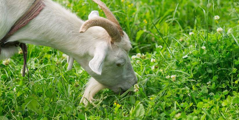 Raising Backyard Goats: What You Need to Know Before You Start