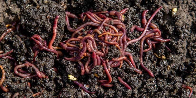 Worms or Grubs? Learn Which Ones Help Your Garden
