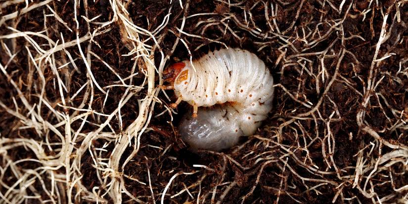 Worms or Grubs? Learn Which Ones Help Your Garden