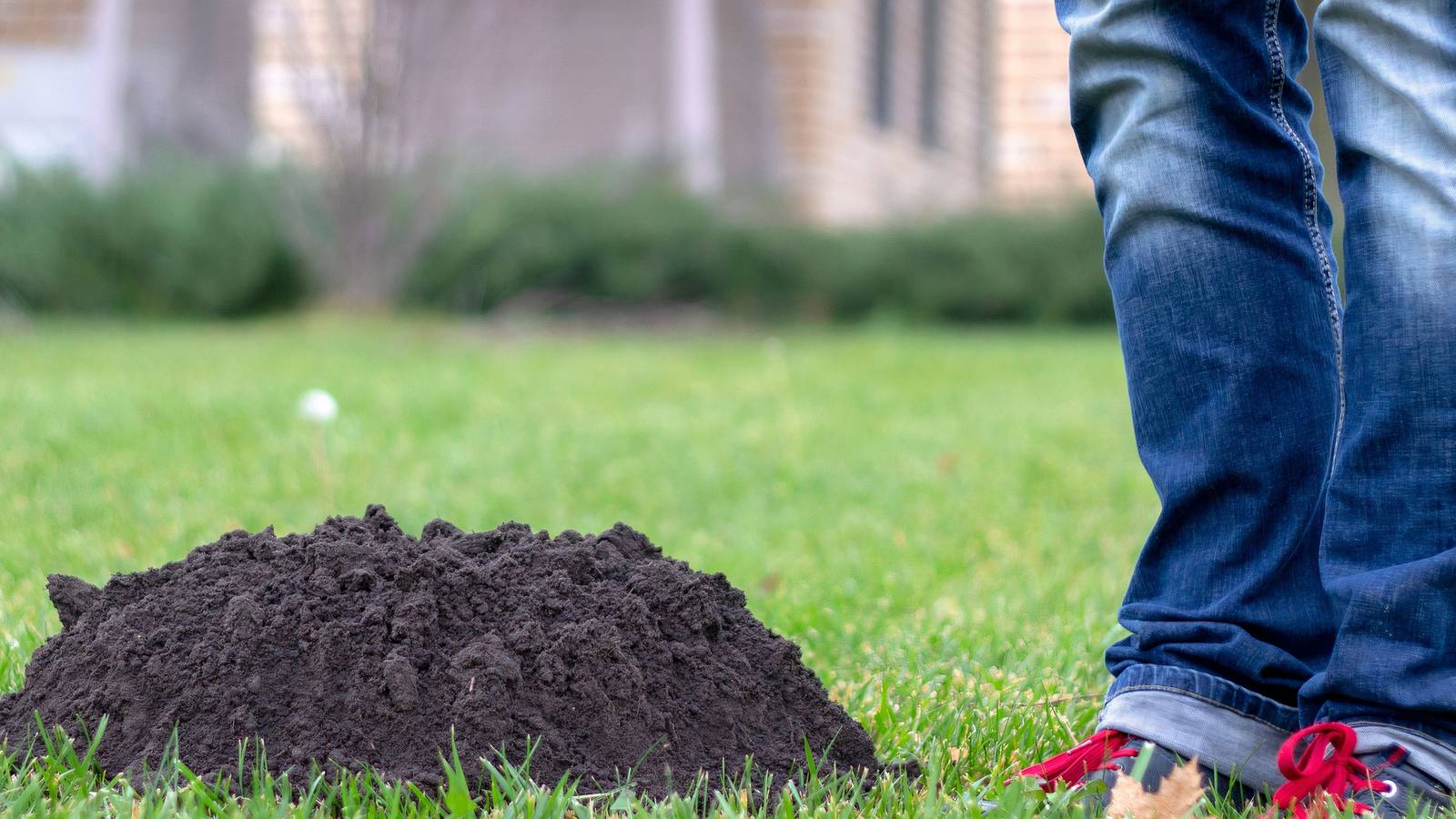 Yard Full of Holes? These Night Visitors Might Be to Blame