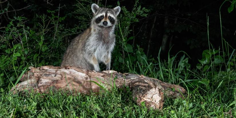 Yard Full of Holes? These Night Visitors Might Be to Blame