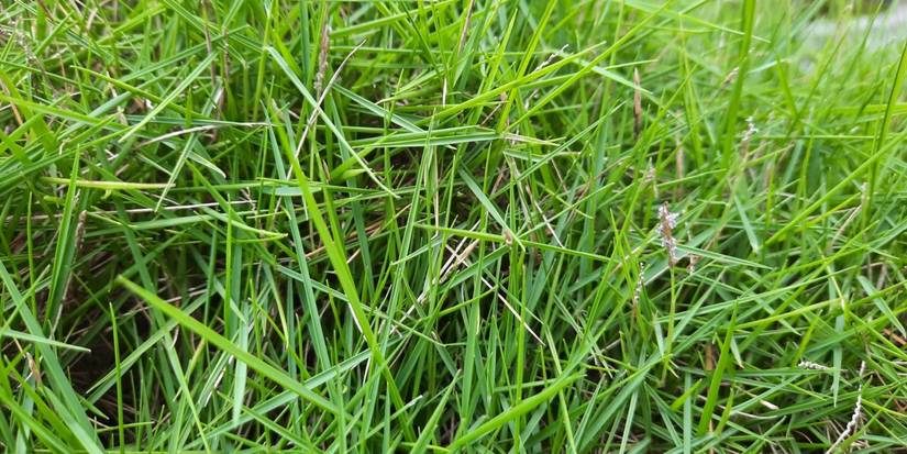 Your Barefoot Guide to the Softest Lawn Grasses