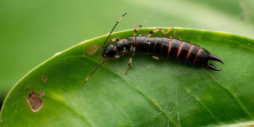 Holes in Leaves? Grab This Pest Checklist