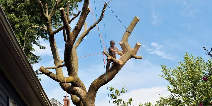 Tree Toppings: When Does It Makes Sense?