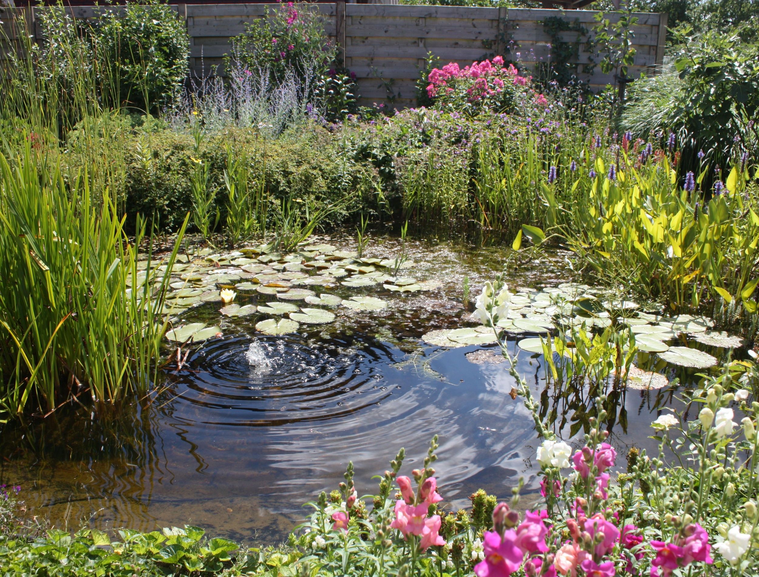 How to Create a Home Fishing Pond with Plants and Fish